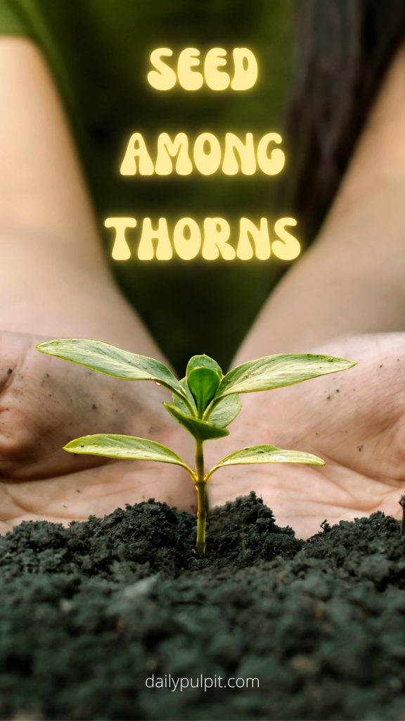 Seed Among Thorns – The Daily Pulpit